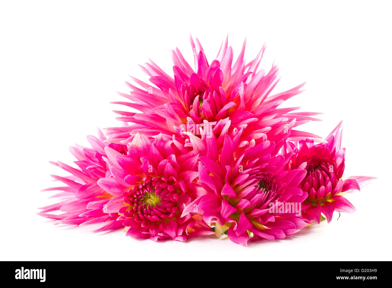 Fleurs de dahlia rose Banque d'images détourées - Alamy