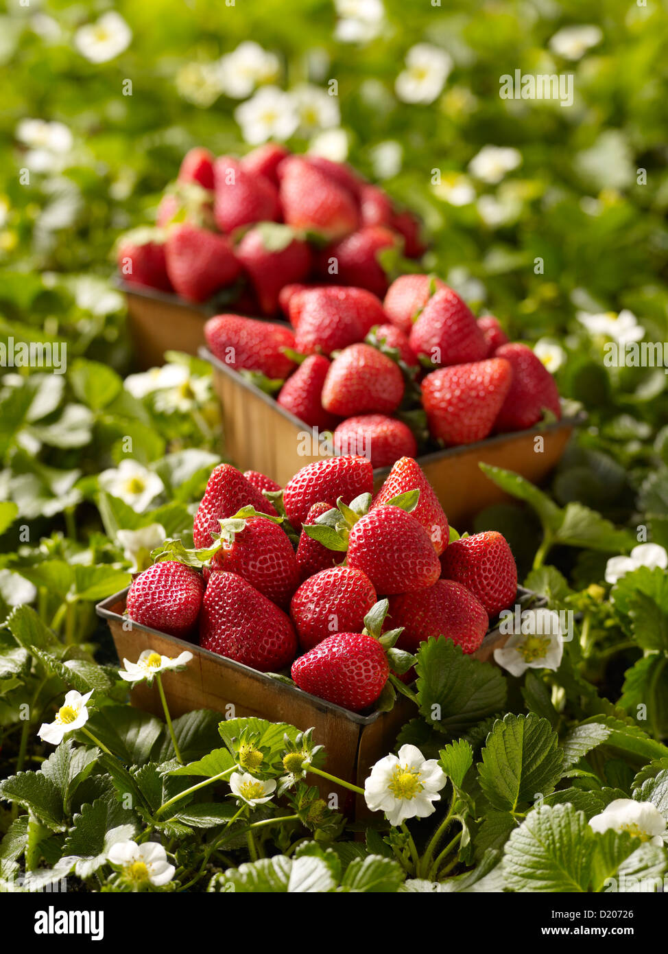 Fleurs de fraises dans un champ de fraises Banque de photographies et d ...