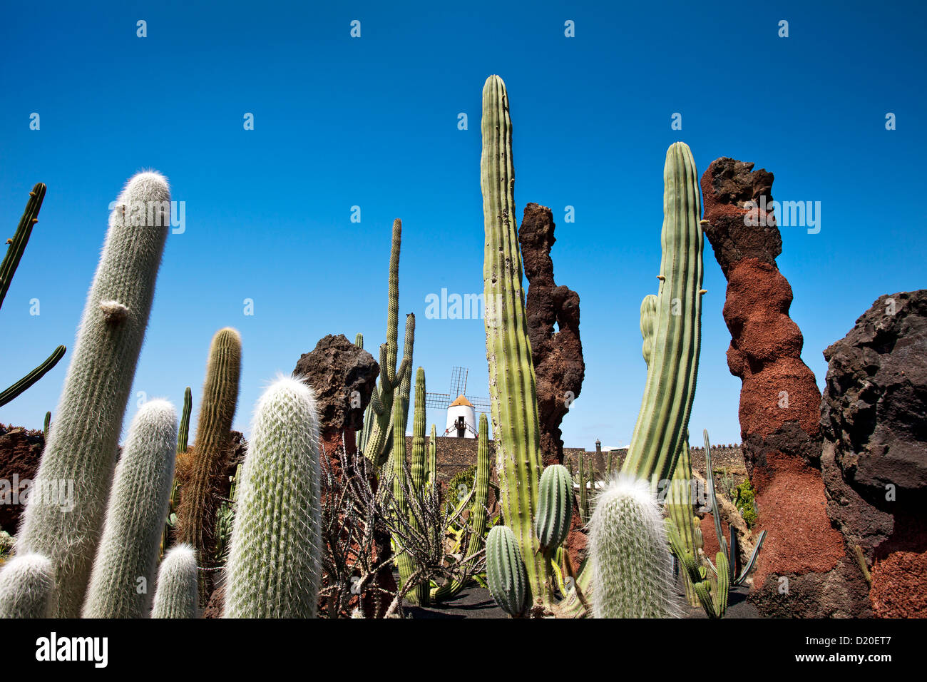Moulin à vent et les cactus, jardin botanique Jardin de cactus ...