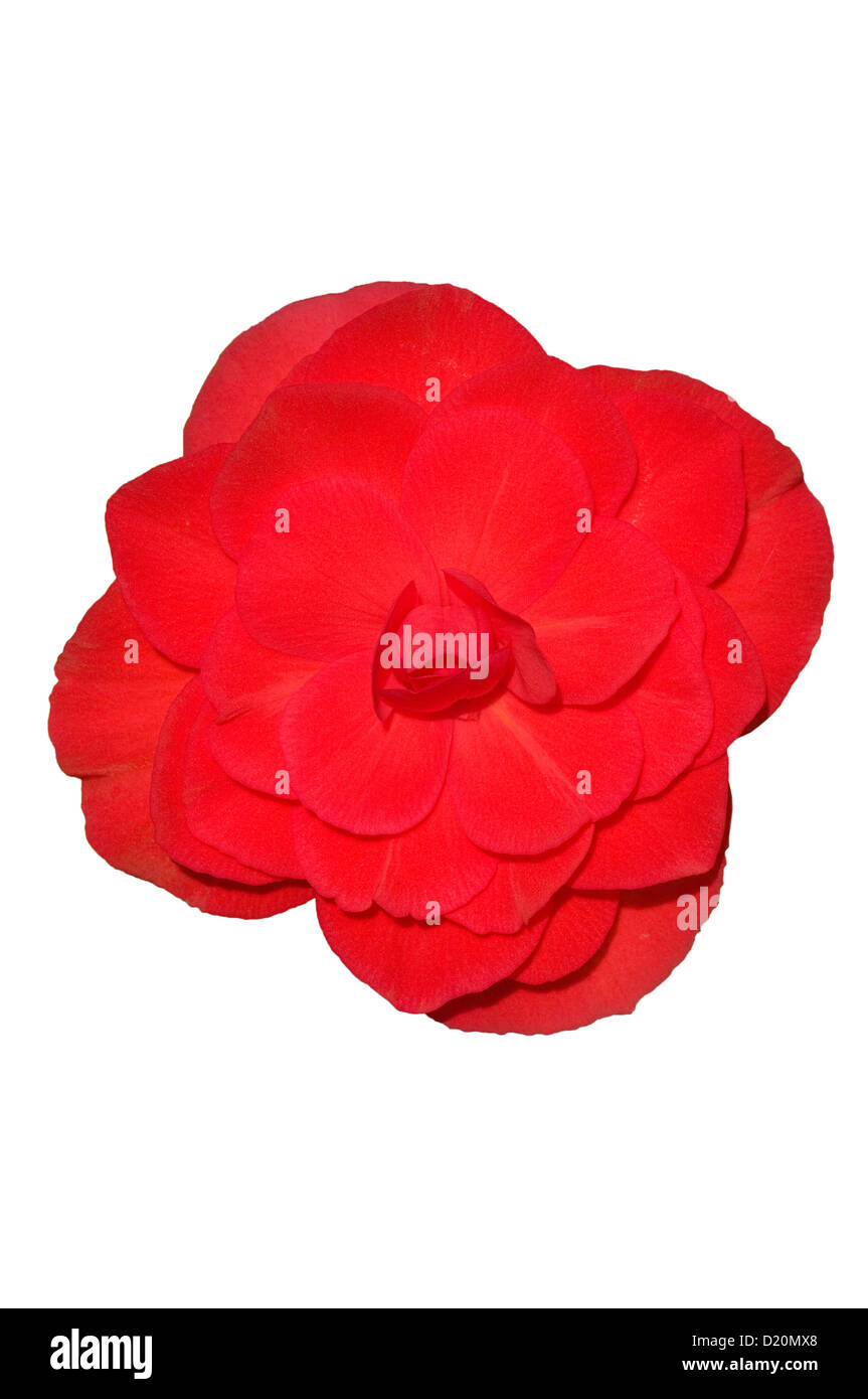 Begonia begonias white begonia Banque d'images détourées - Alamy