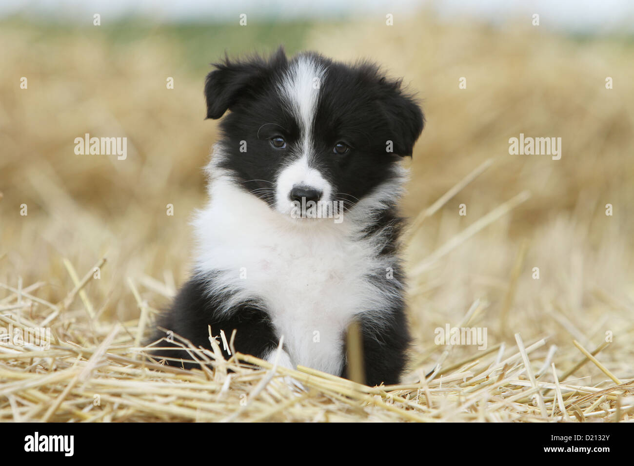 Chiots border collie Banque de photographies et d’images à haute ...
