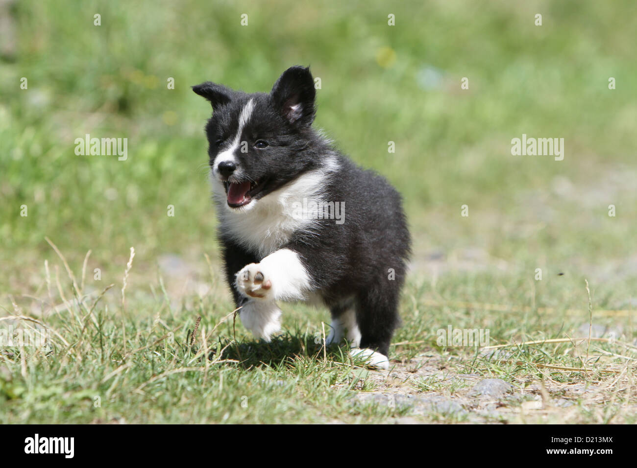 Border collie puppies black white Banque de photographies et d’images à ...