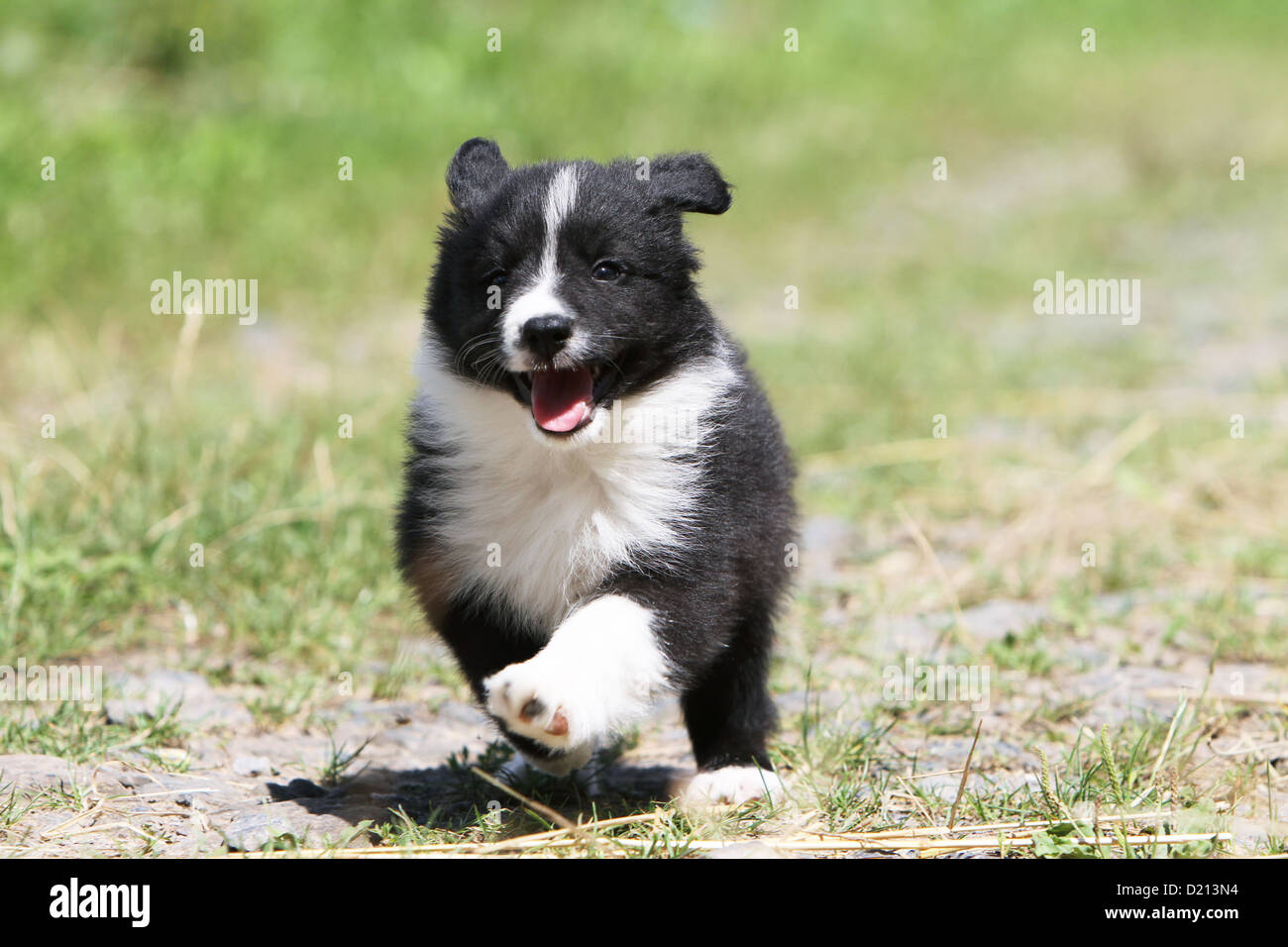 Chien chiot Border Collie noir et blanc fonctionnant dans un pré Photo ...