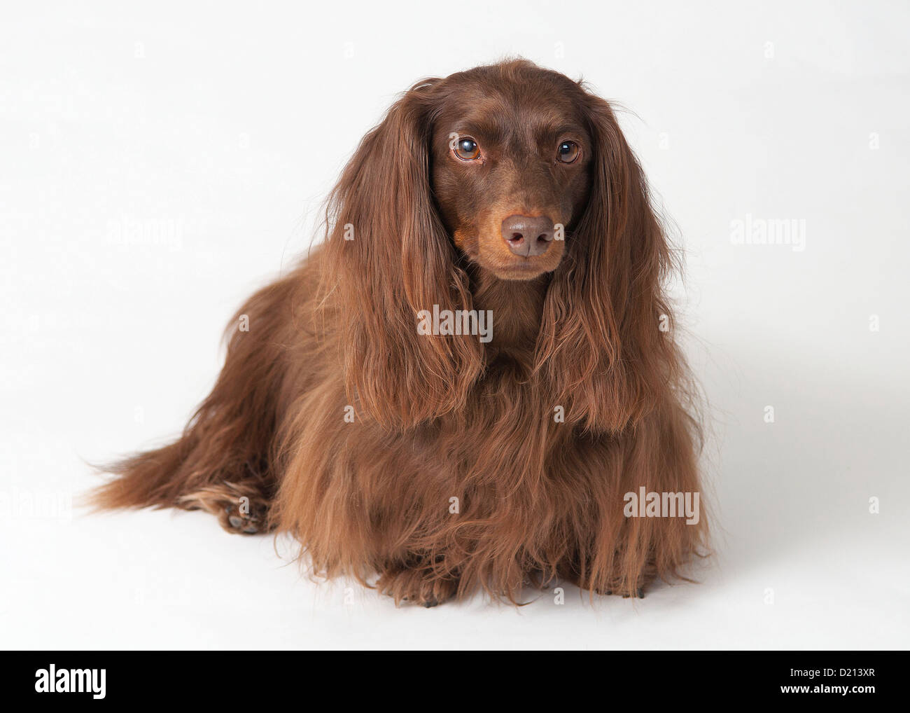 Teckel brun Banque de photographies et d’images à haute résolution - Alamy