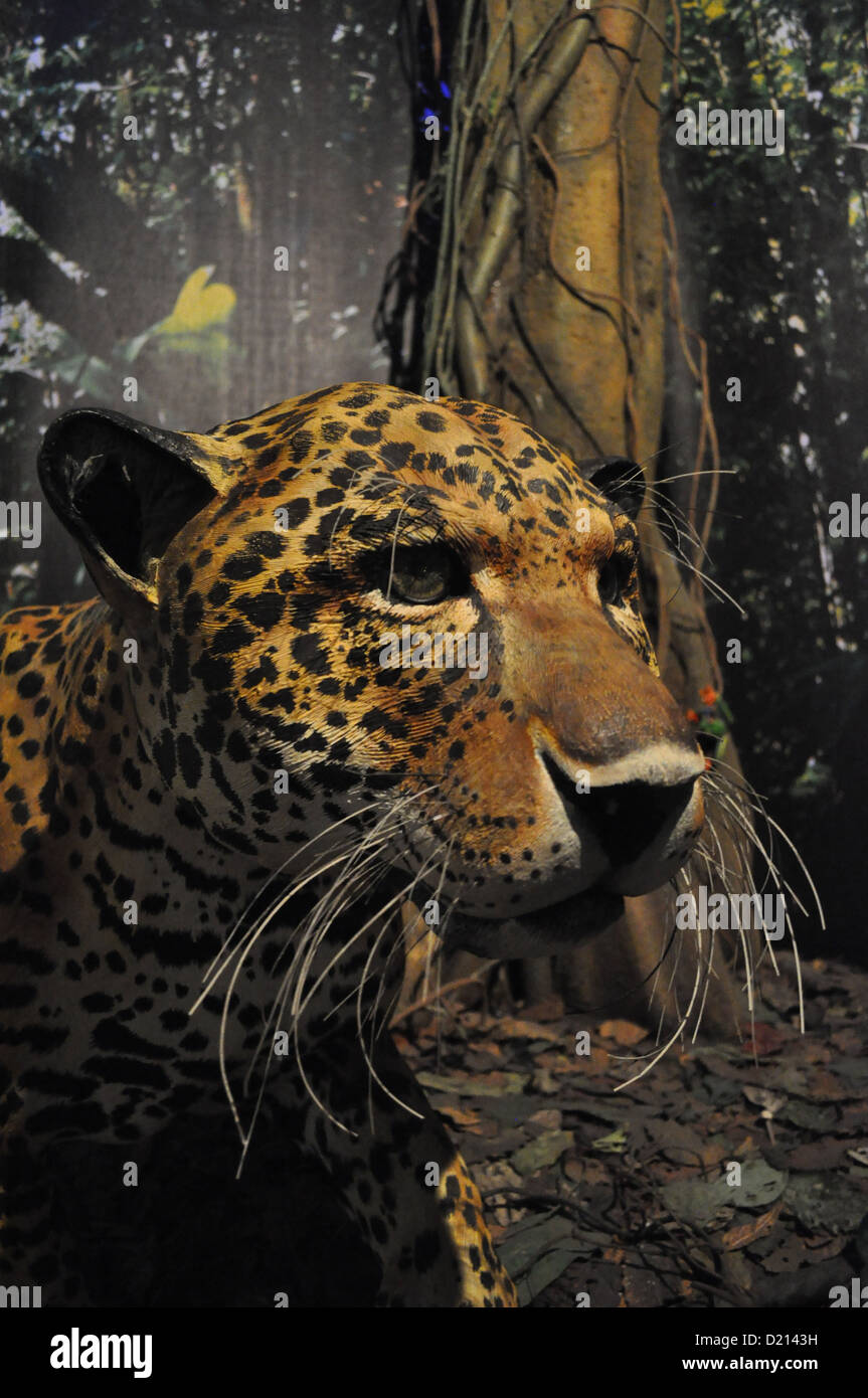 Museo del oro precolombino Banque de photographies et d’images à haute ...