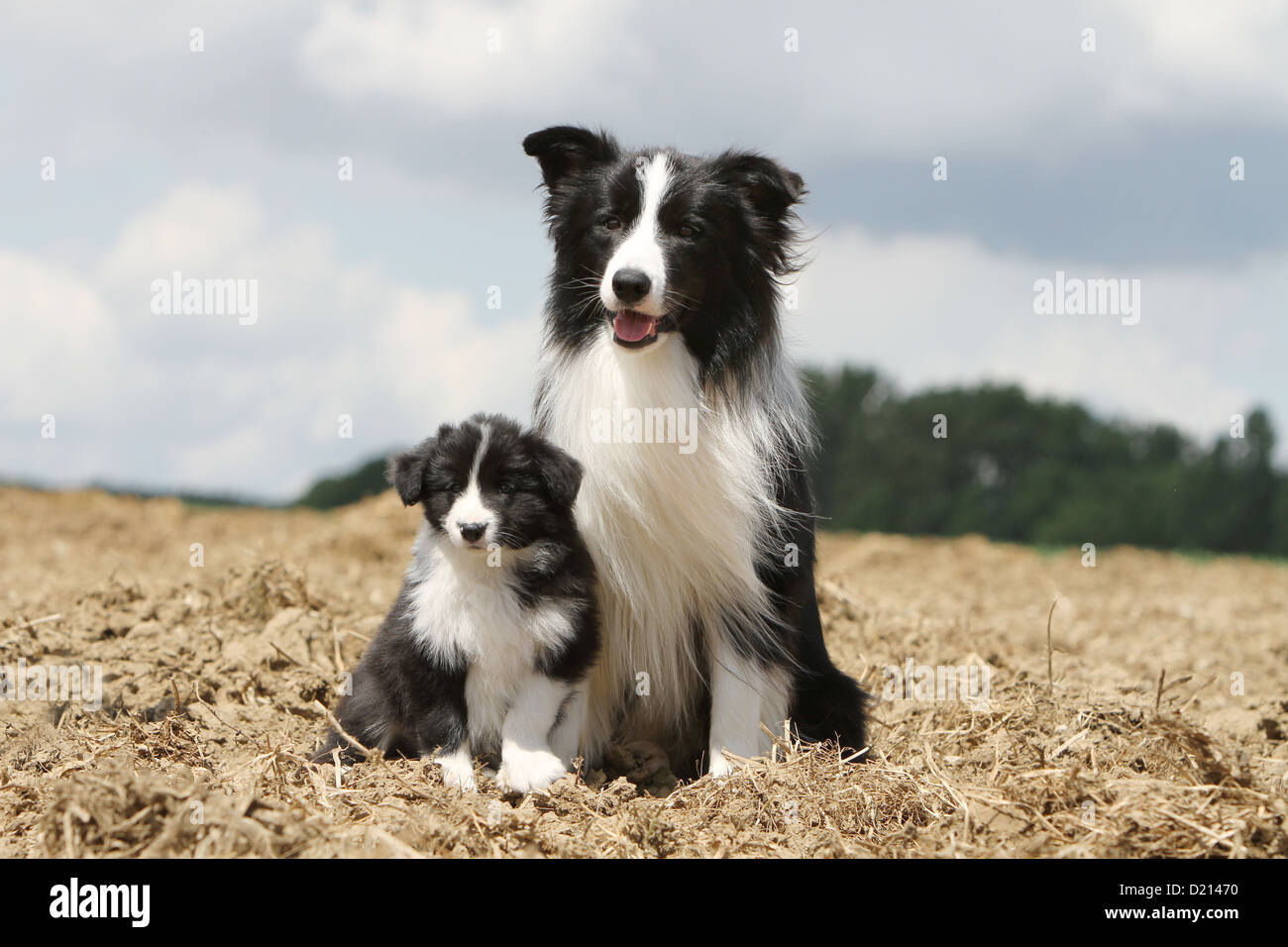 Border Collie chien adulte et chiot noir et blanc assis dans un champ ...