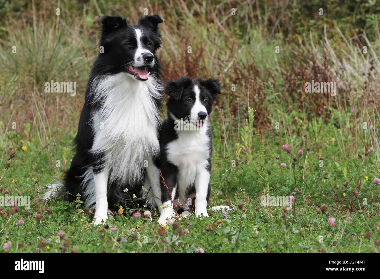 Adult border collie Banque de photographies et d’images à haute ...