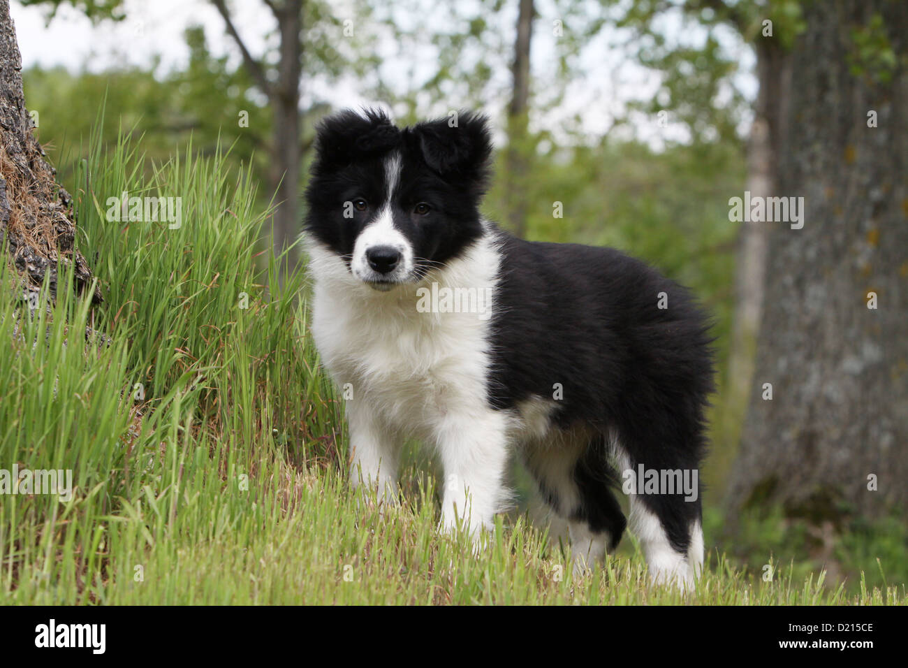 Chien chiot Border Collie noir et blanc debout sur l'herbe Photo Stock ...