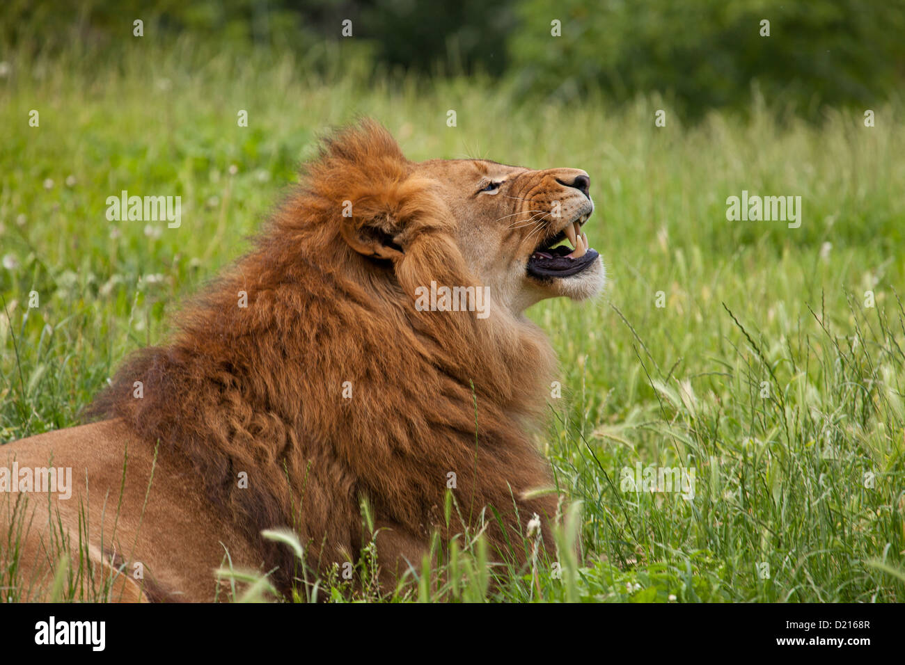 Fat lion Banque de photographies et d’images à haute résolution - Alamy