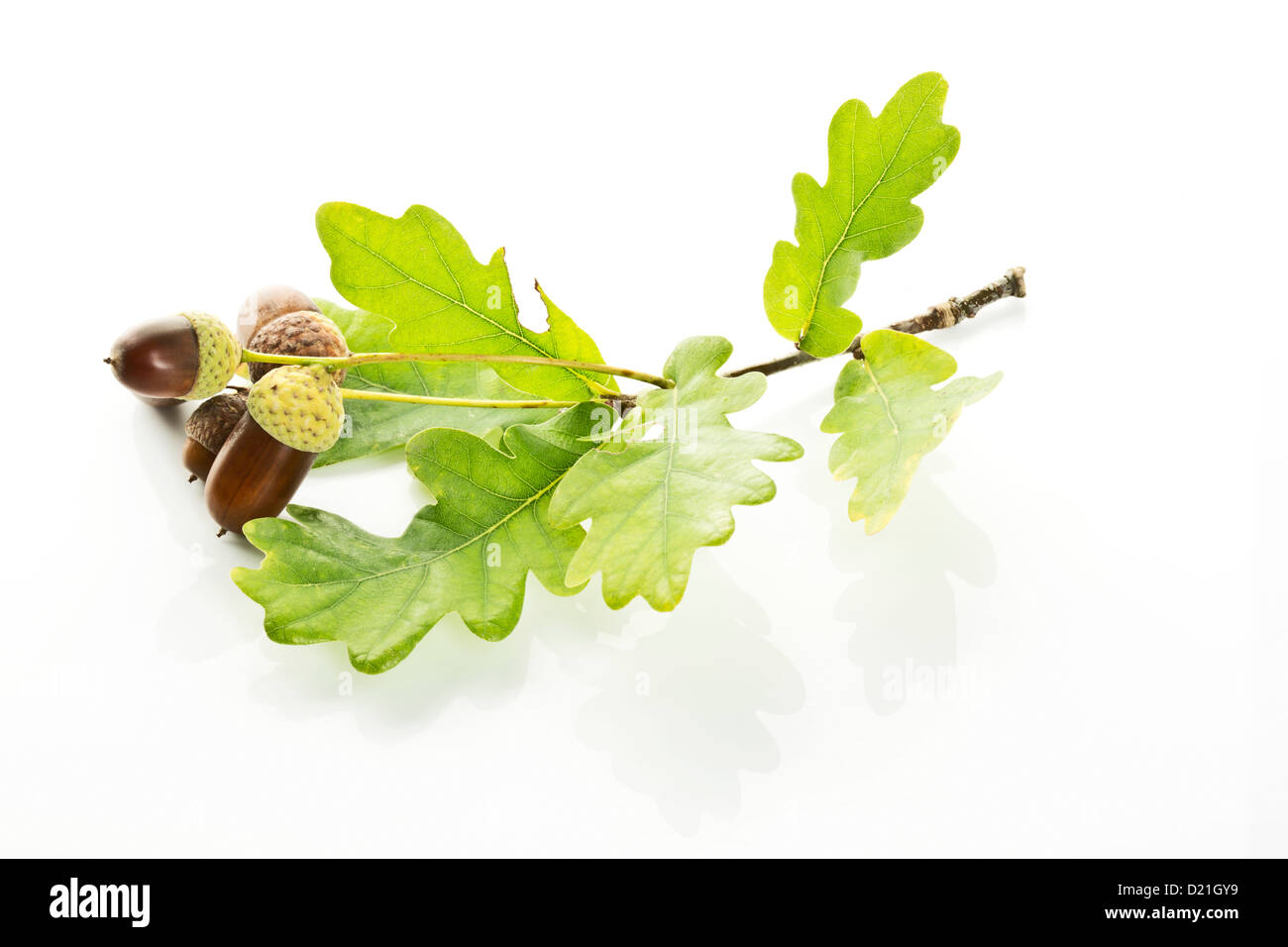 Feuille de chêne avec des glands sur fond blanc Photo Stock - Alamy