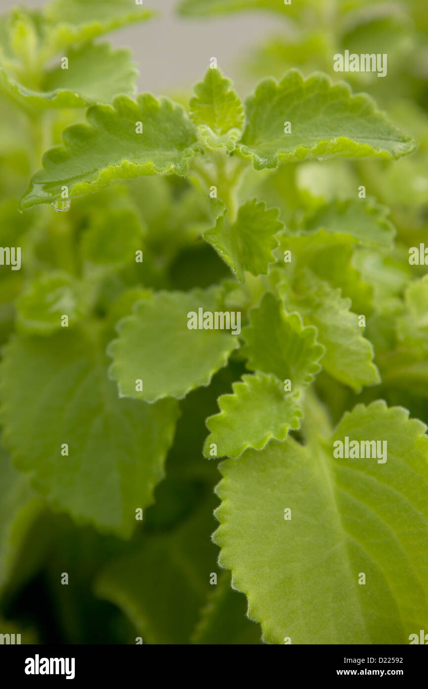 Origan cubain Banque de photographies et d’images à haute résolution - Alamy