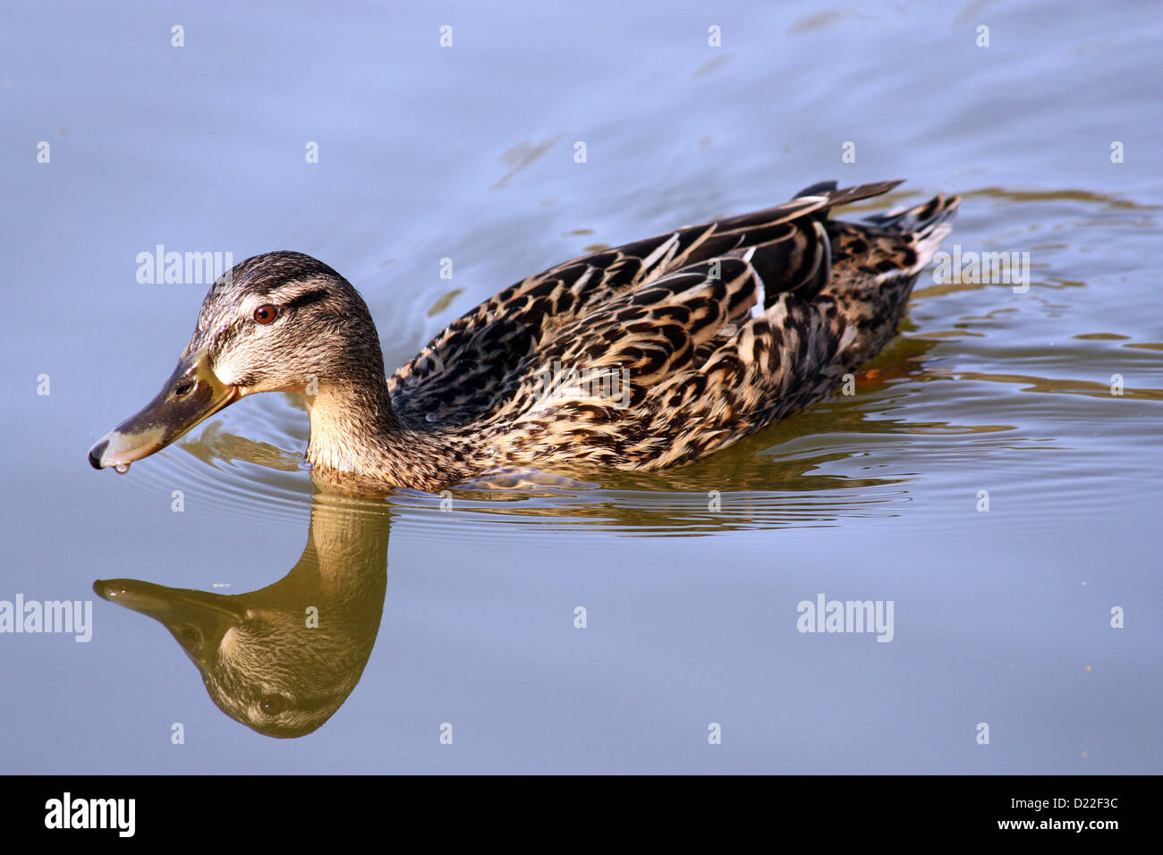 Canard aux reflets Banque de photographies et d’images à haute ...