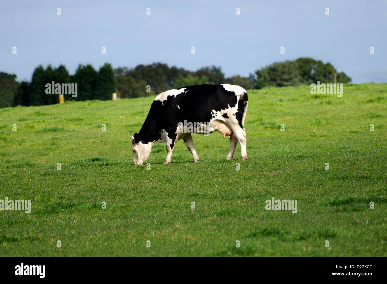 L'herbe de vache Banque de photographies et d’images à haute résolution ...