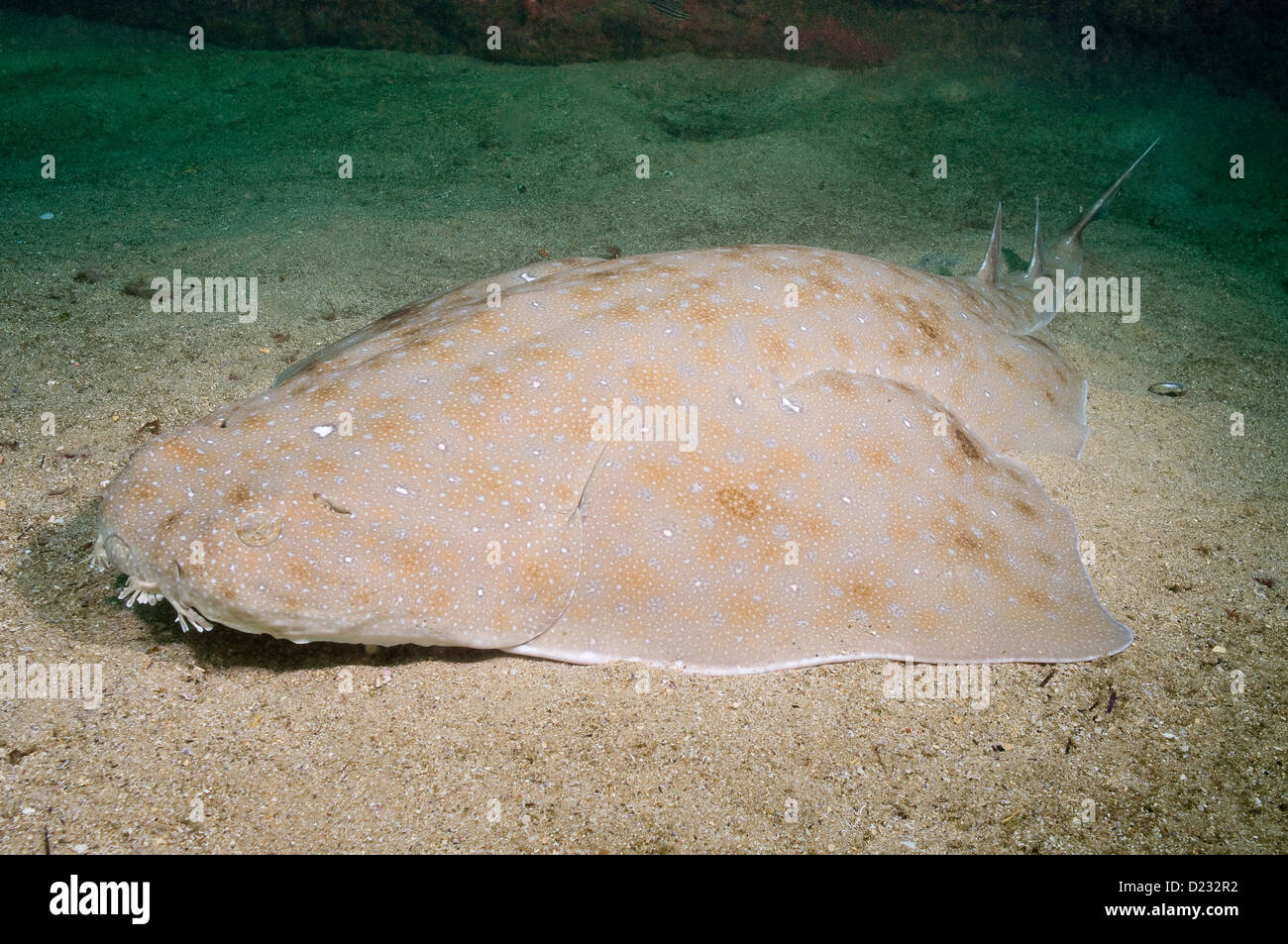 Requin ange squatina squatina Banque de photographies et d’images à ...