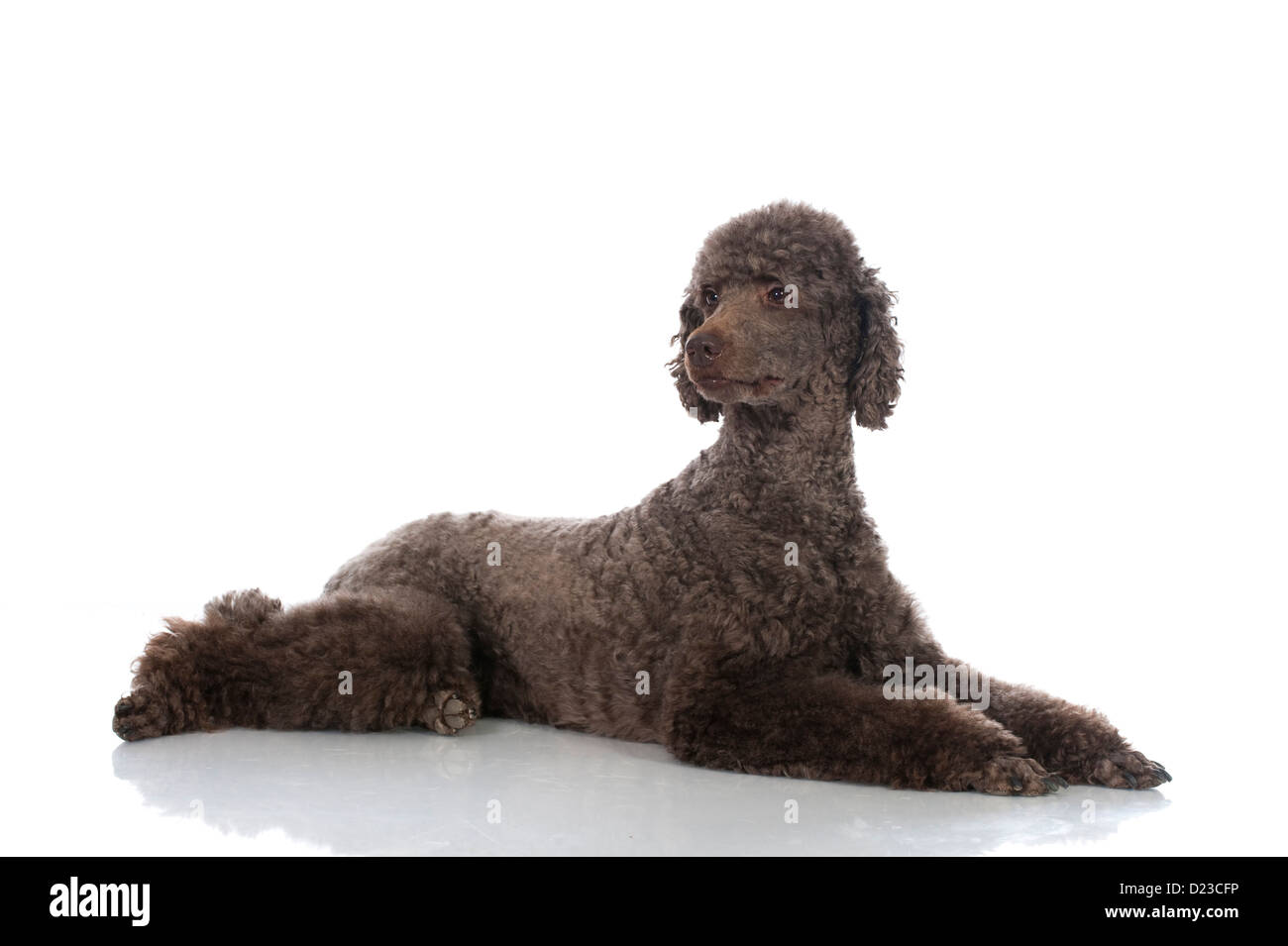 Grand caniche brun Banque de photographies et d’images à haute ...
