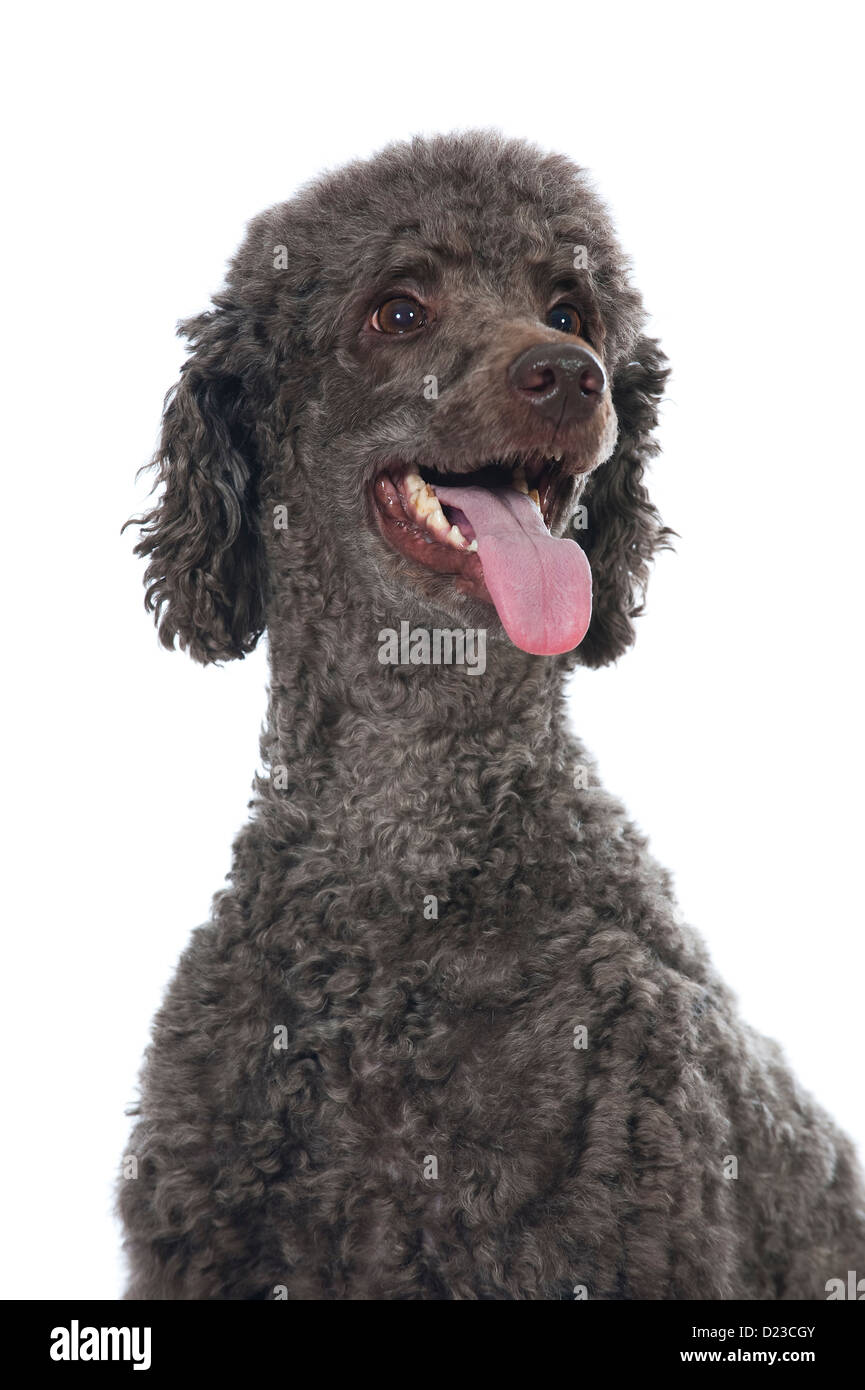Grand caniche brun Banque de photographies et d’images à haute ...