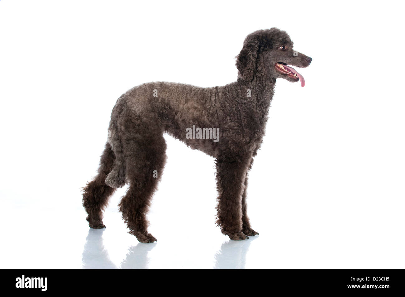 Grand caniche brun Banque de photographies et d’images à haute ...