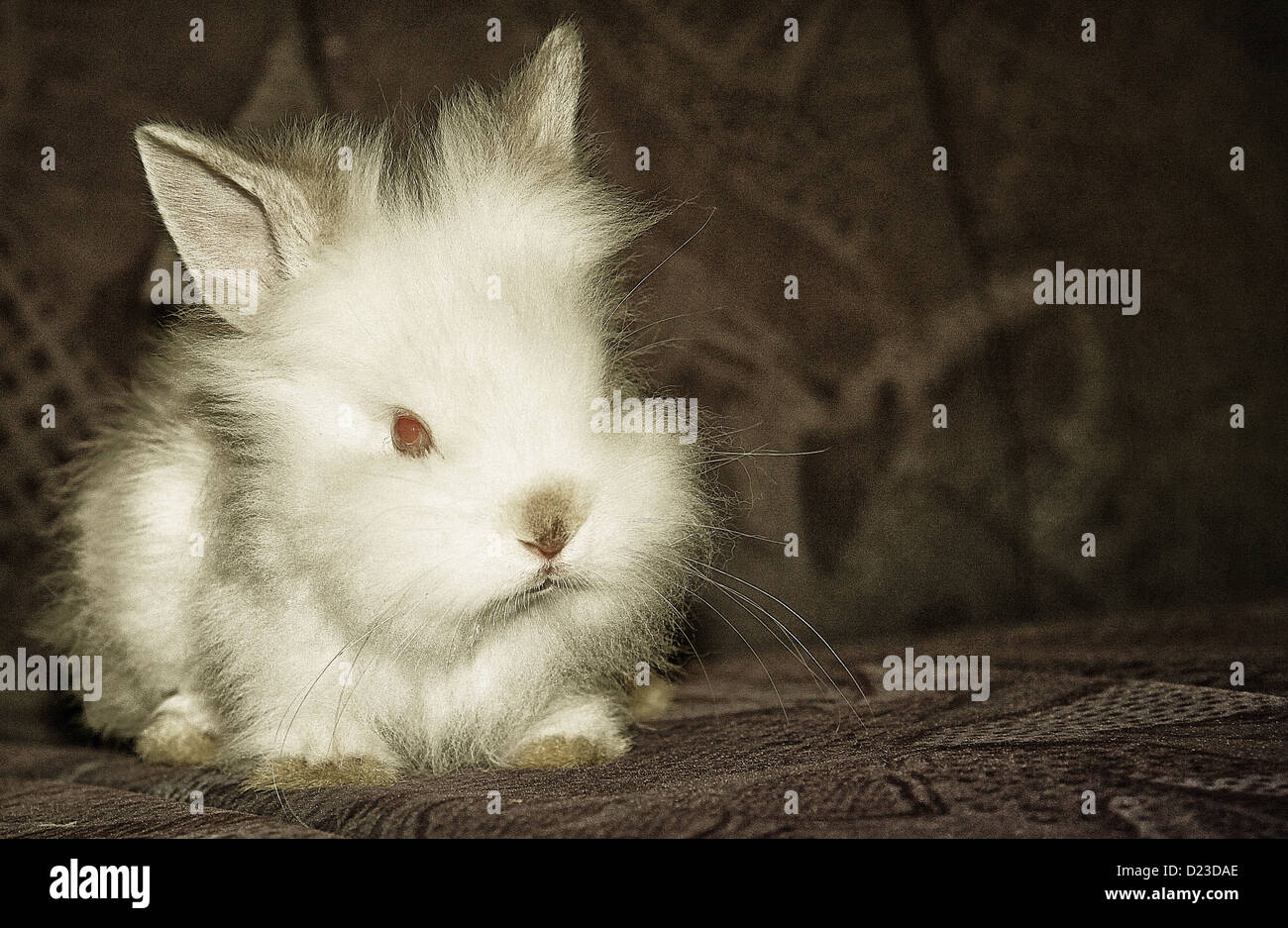 Lapin blanc avec enfant Banque de photographies et d’images à haute ...