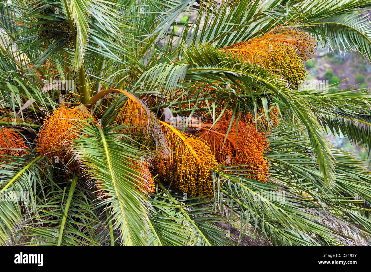 Arbre de dattes avec des fruits Banque de photographies et d’images à ...