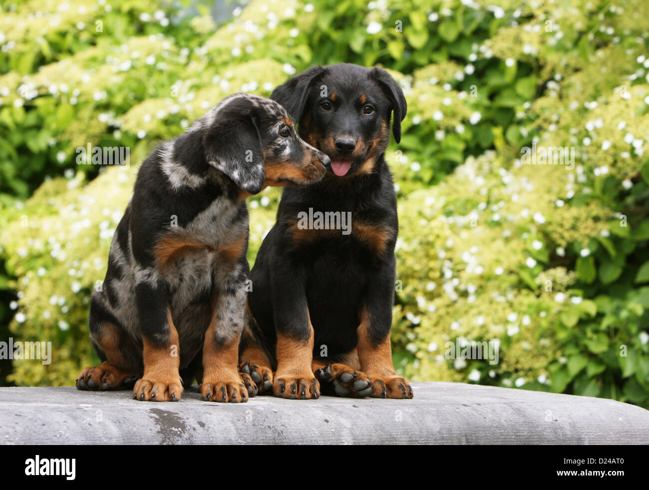 Chien Beauceron / Berger de Beauce deux chiots (Arlequin, noir et feu ...