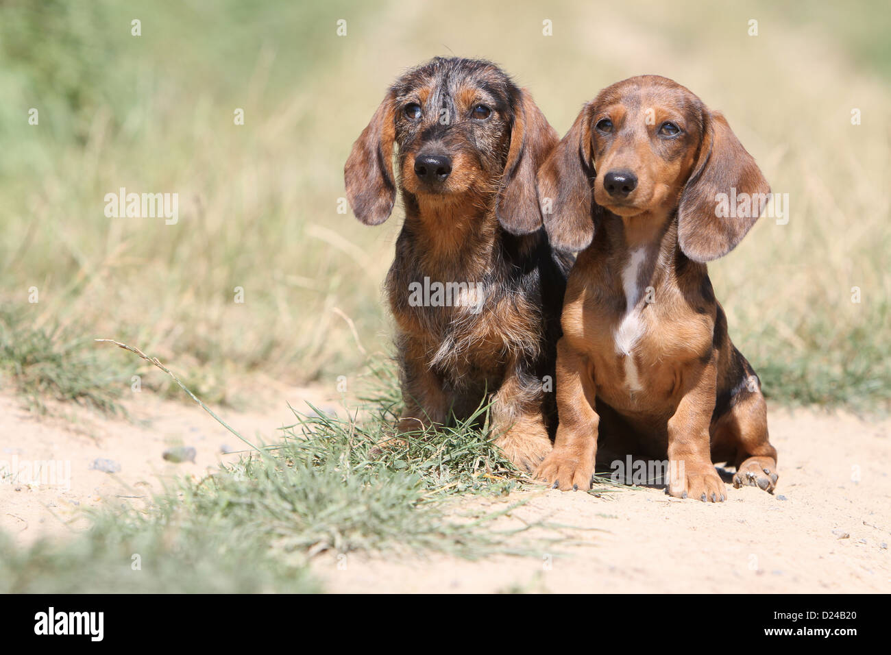 / Teckel chien Dackel Teckel / deux chiots différents poils (sur le fil ...