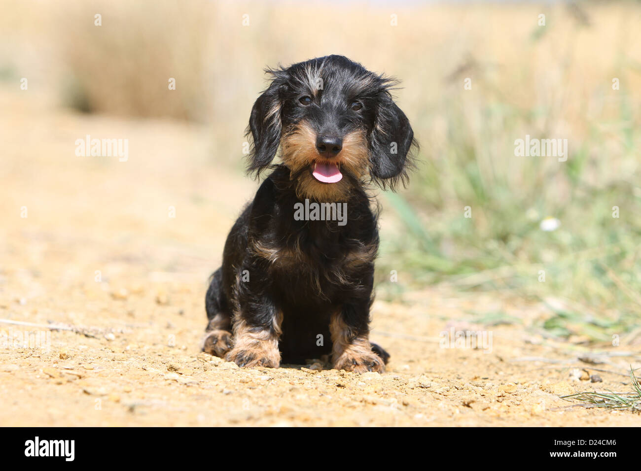 Teckel à poil dur Banque de photographies et d’images à haute ...