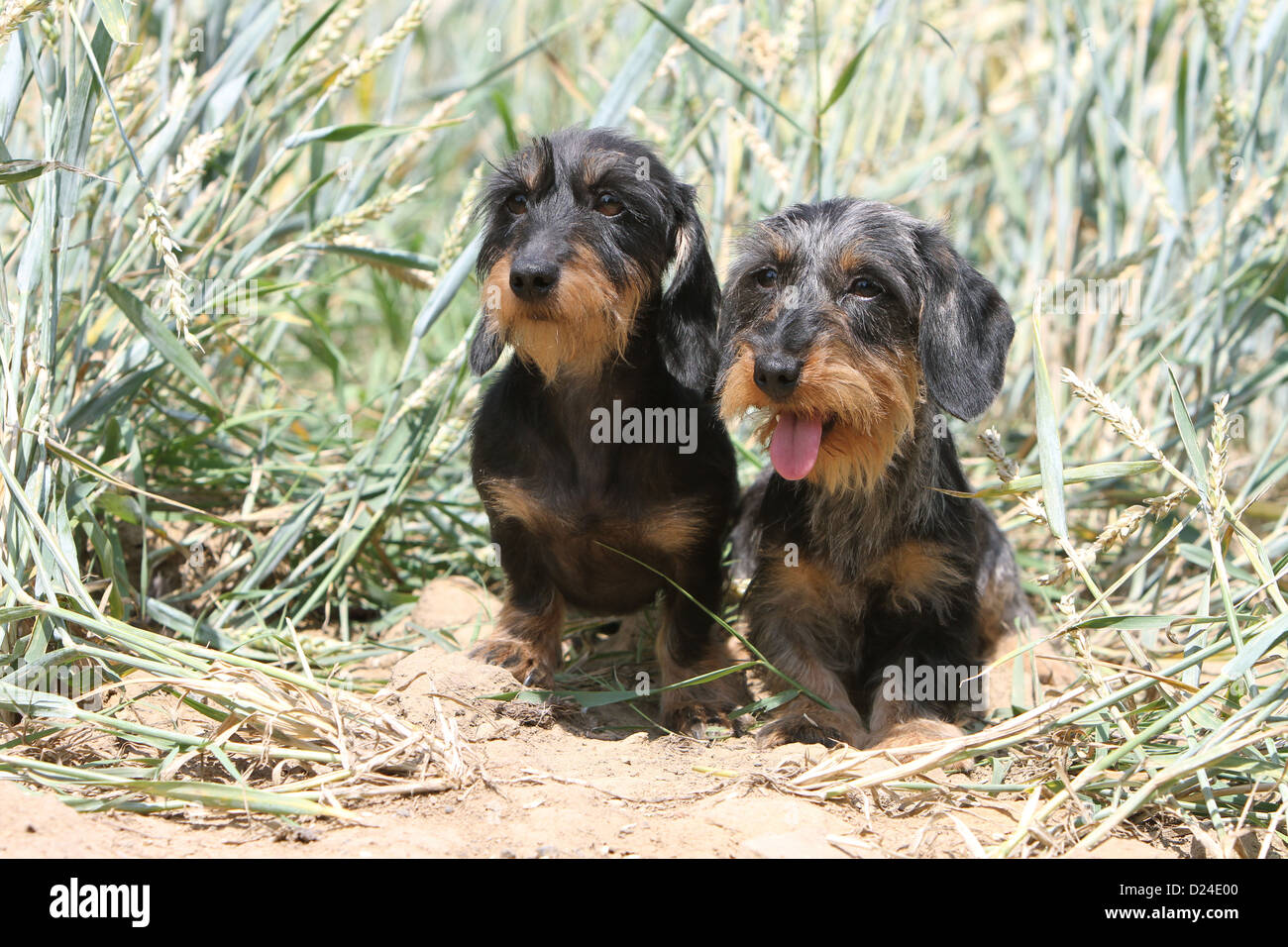 / Teckel chien Dackel Teckel poil dur / deux adultes différentes ...