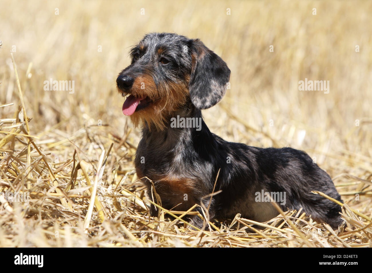 Teckel arlequin Banque de photographies et d’images à haute résolution ...