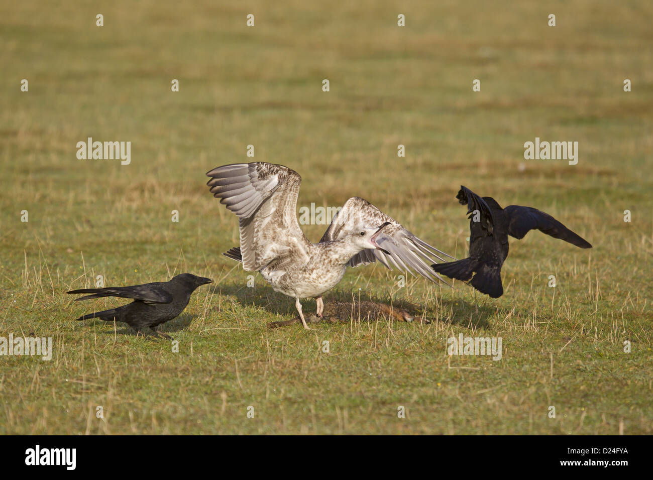 Goéland argenté Larus argentatus chasing juvéniles Corneille noire ...