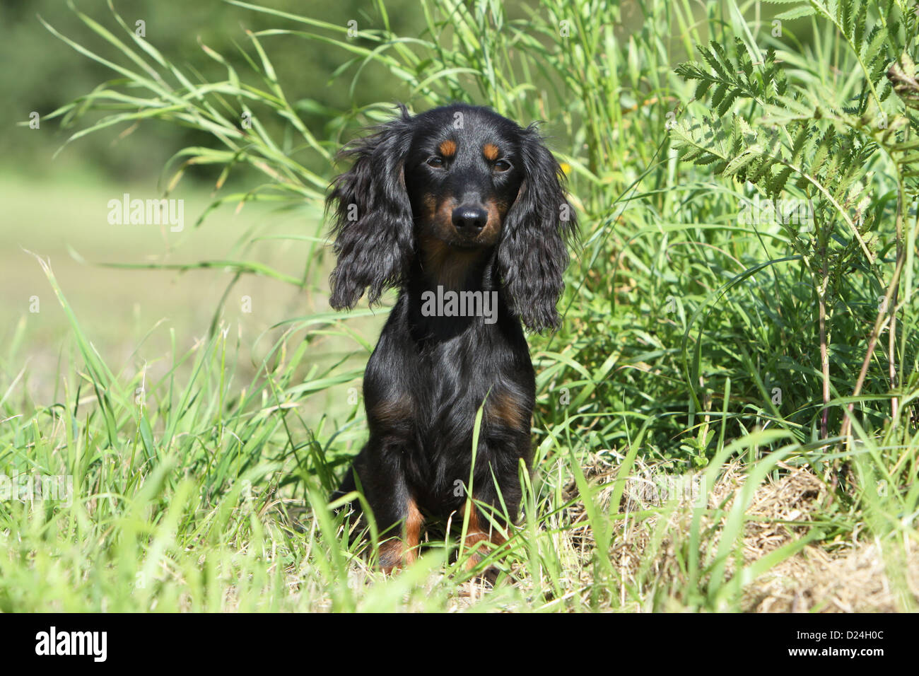 Chien Teckel à poil long Teckel Dackel / / adulte (noir et feu) assis ...