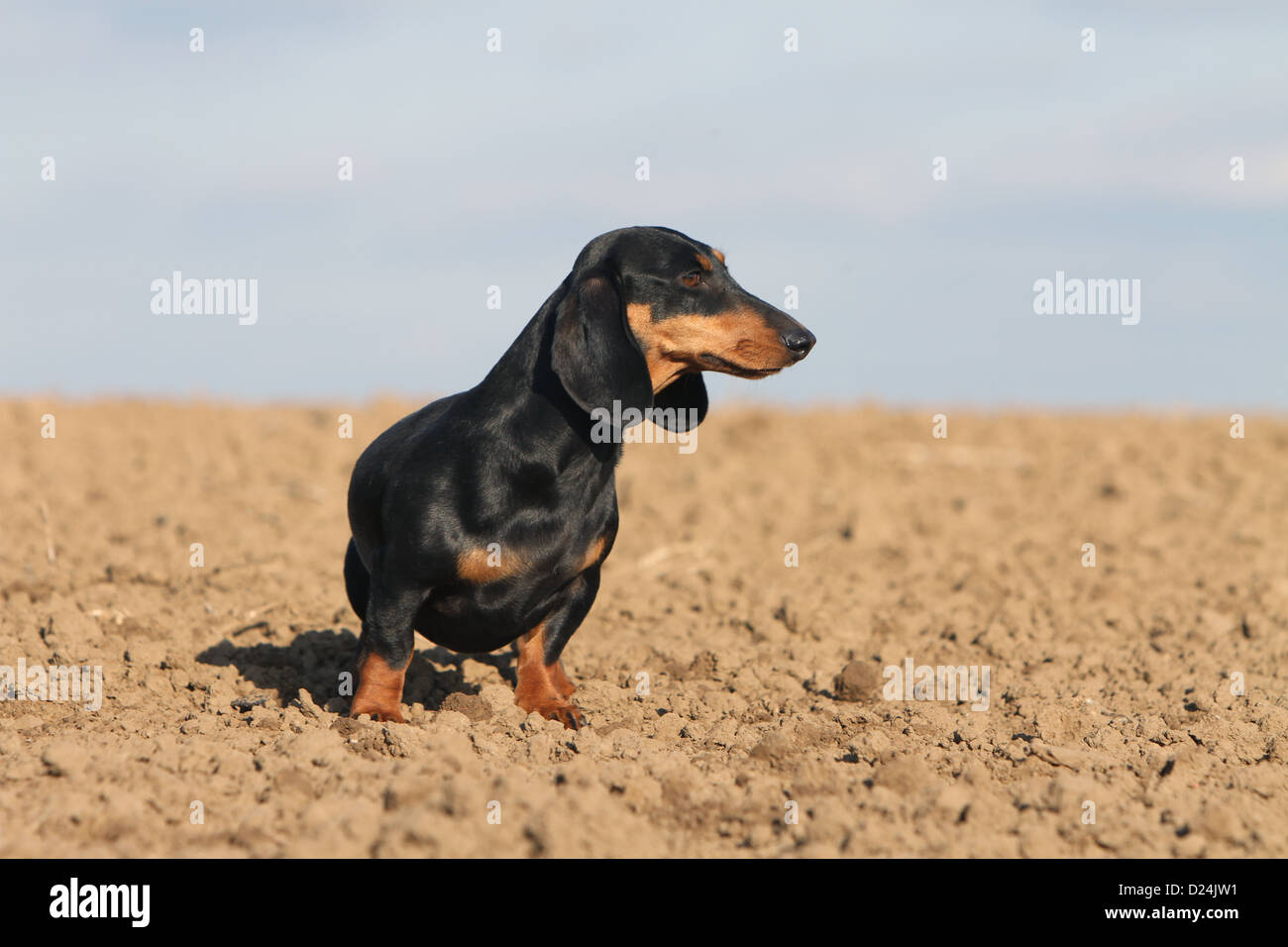 / Teckel chien Dackel Teckel / adultes aux cheveux courts (noir et feu ...