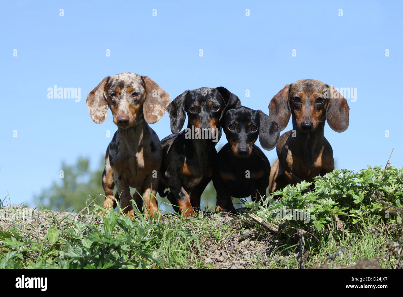 / Teckel chien Dackel Teckel / les quatre adultes différentes couleurs ...