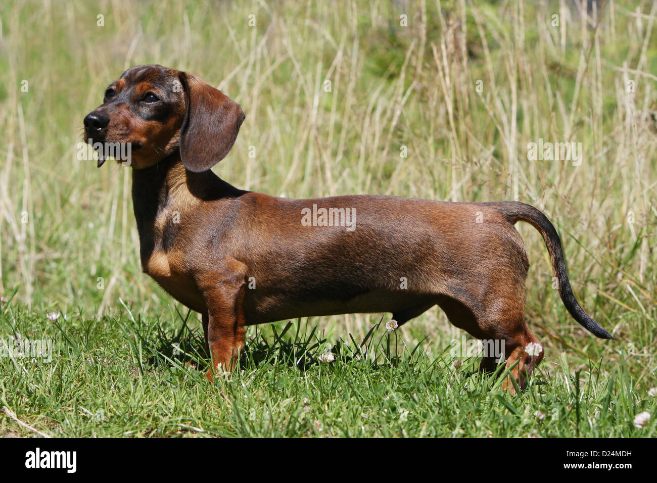 Dachshund profile Banque de photographies et d’images à haute ...