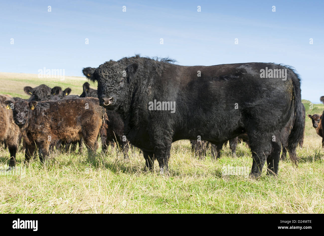 Beef galloway isle man cattle Banque de photographies et d’images à ...