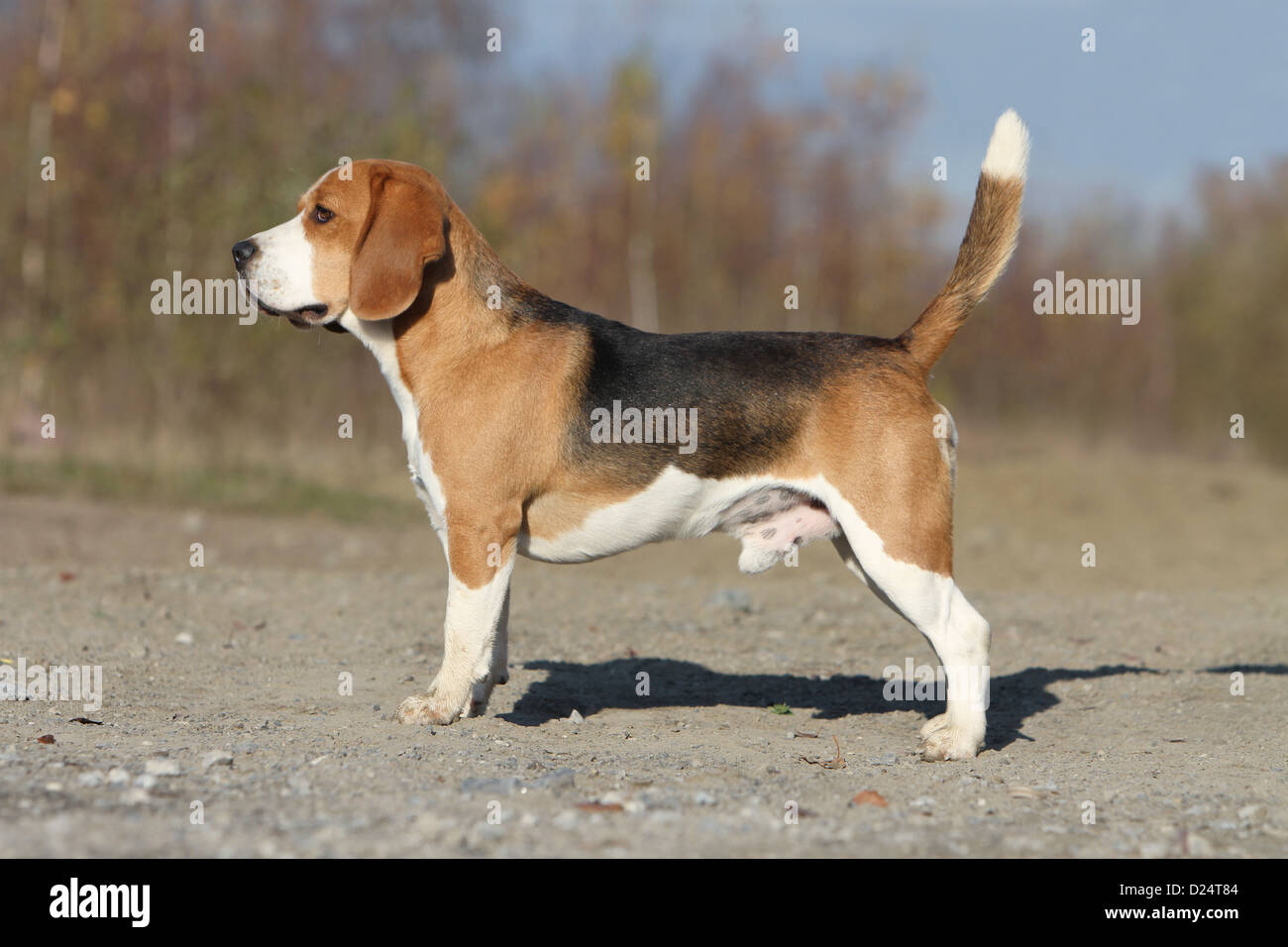 Beagles chien chiens adulte en plein air Banque de photographies et d ...