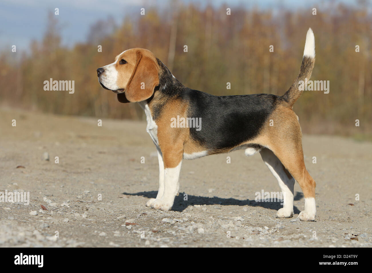 Chien Beagle Adulte