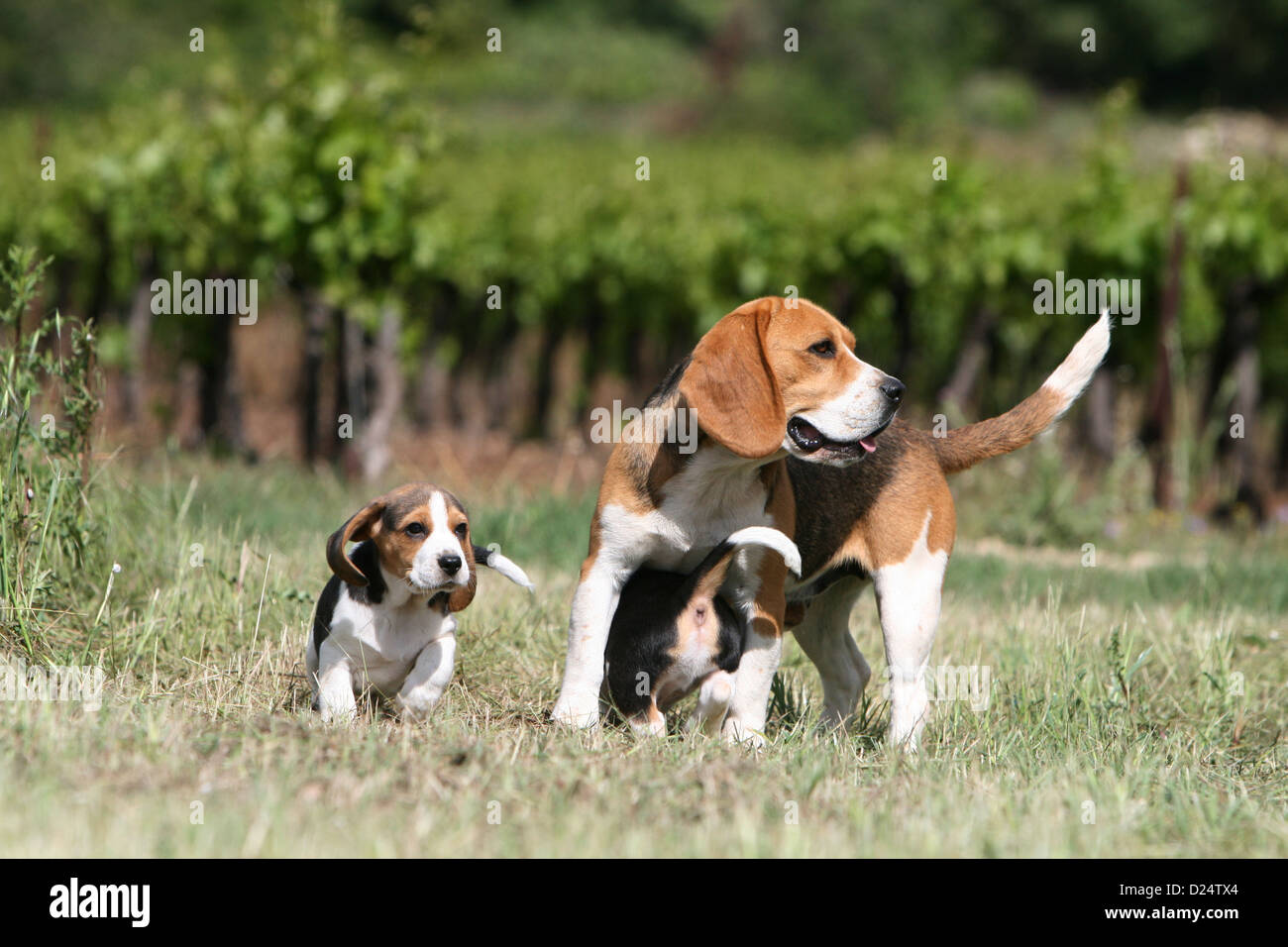 Chien Beagle chiots et adultes dans un pré Photo Stock - Alamy