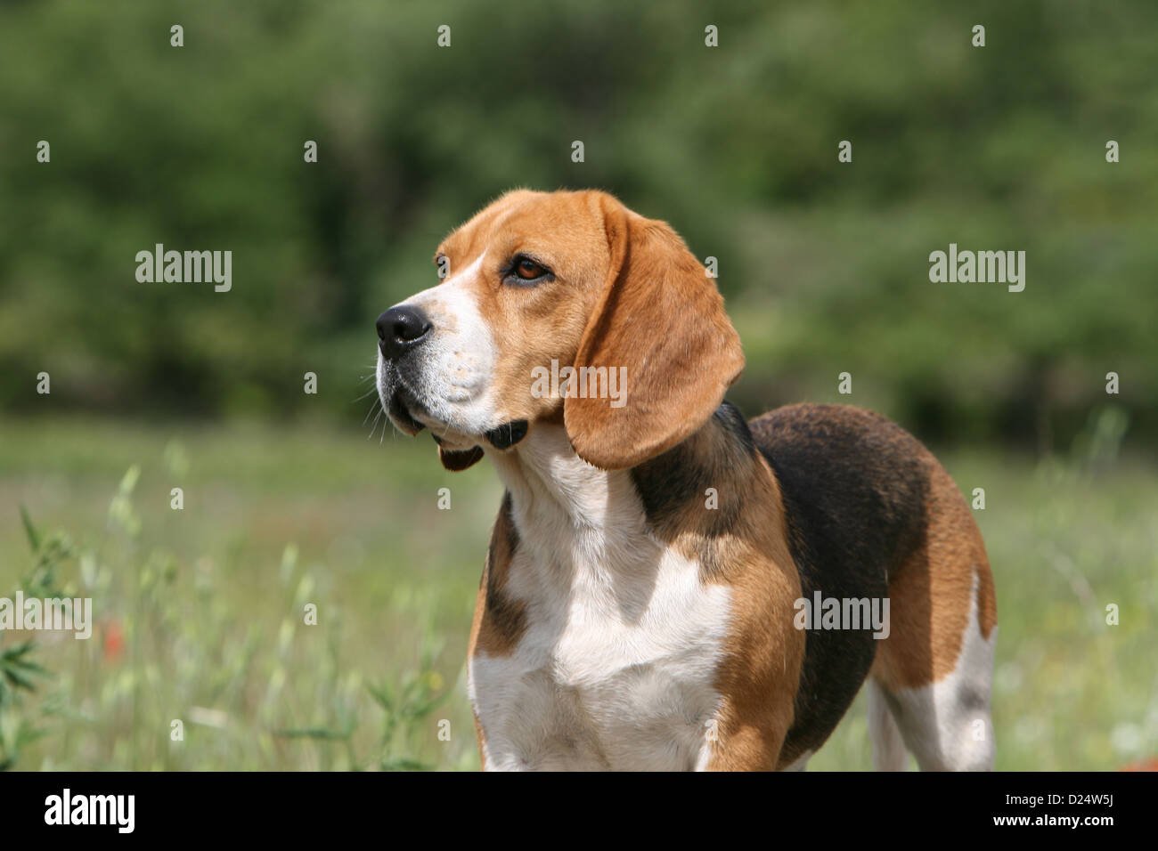 Beagles chien chiens adulte en plein air Banque de photographies et d ...