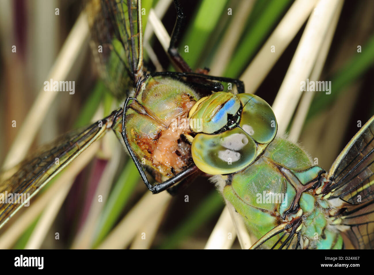 L'Empereur libellule Anax imperator mâle adulte, close-up sur l ...