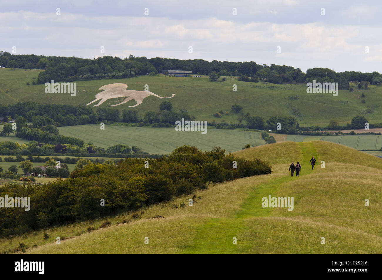 Lion blanc Banque de photographies et d’images à haute résolution - Alamy