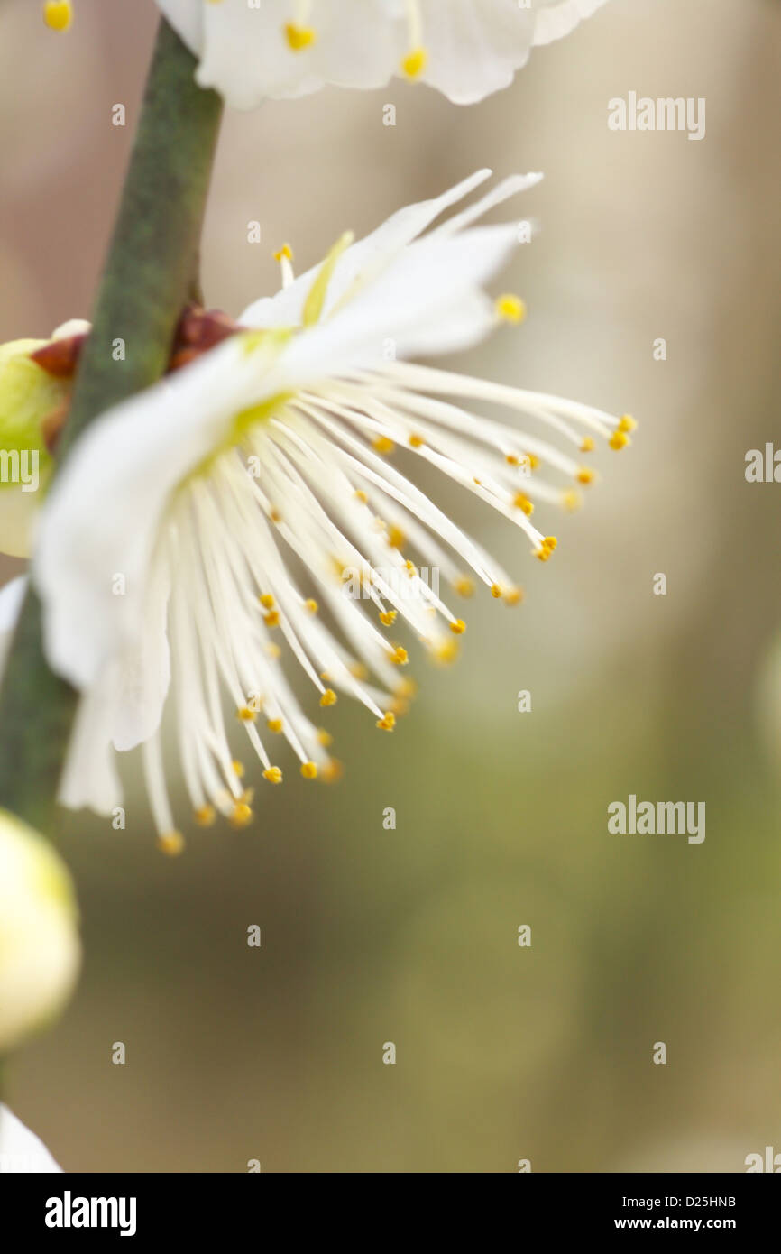 Fleur de prune Banque de photographies et d’images à haute résolution ...