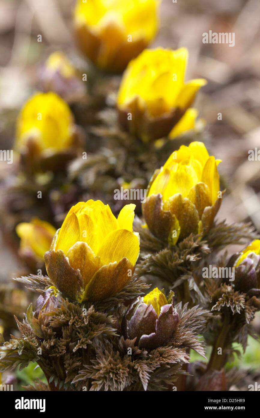 Adonis flowers Banque de photographies et d’images à haute résolution ...