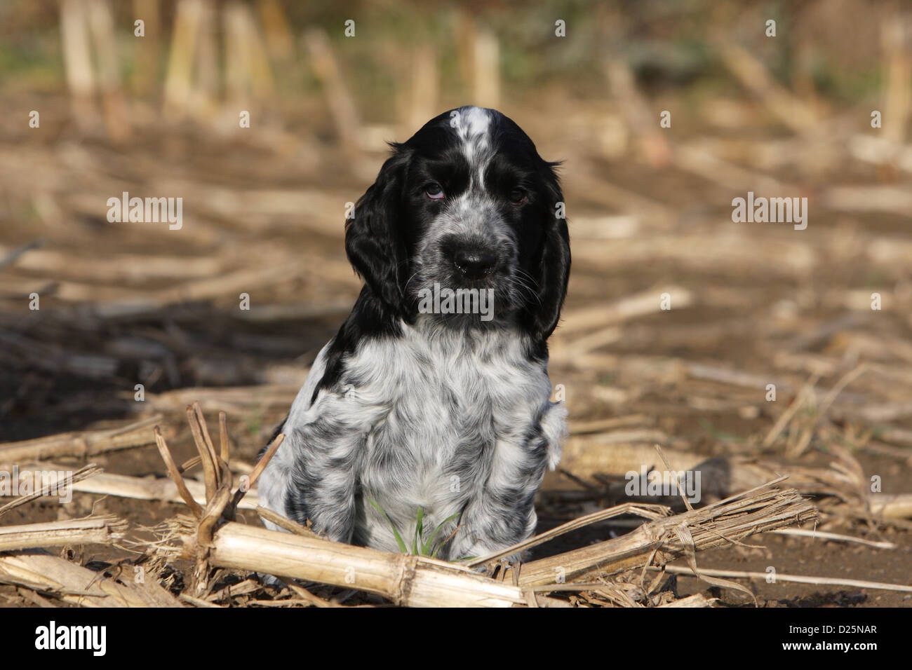 Cocker spaniel puppies Banque de photographies et d’images à haute ...