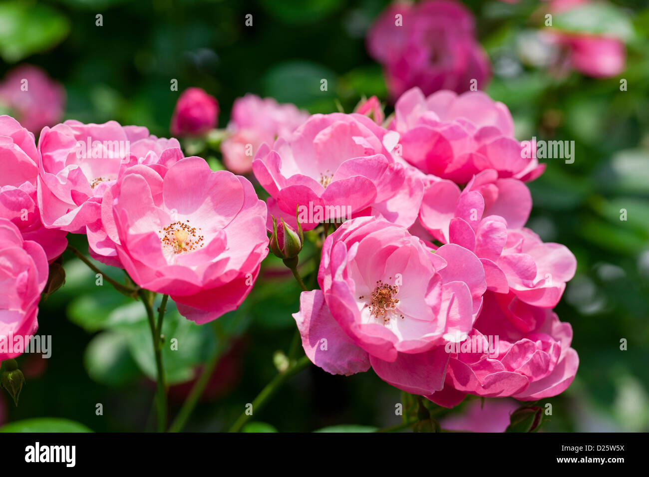 Les roses roses Banque de photographies et d’images à haute résolution ...
