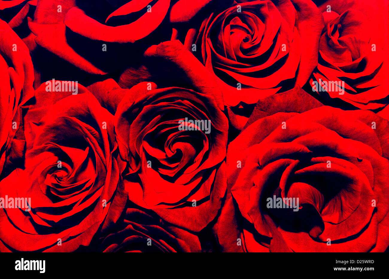 Fleur à 5 pétales roses rouges Banque de photographies et d’images à ...