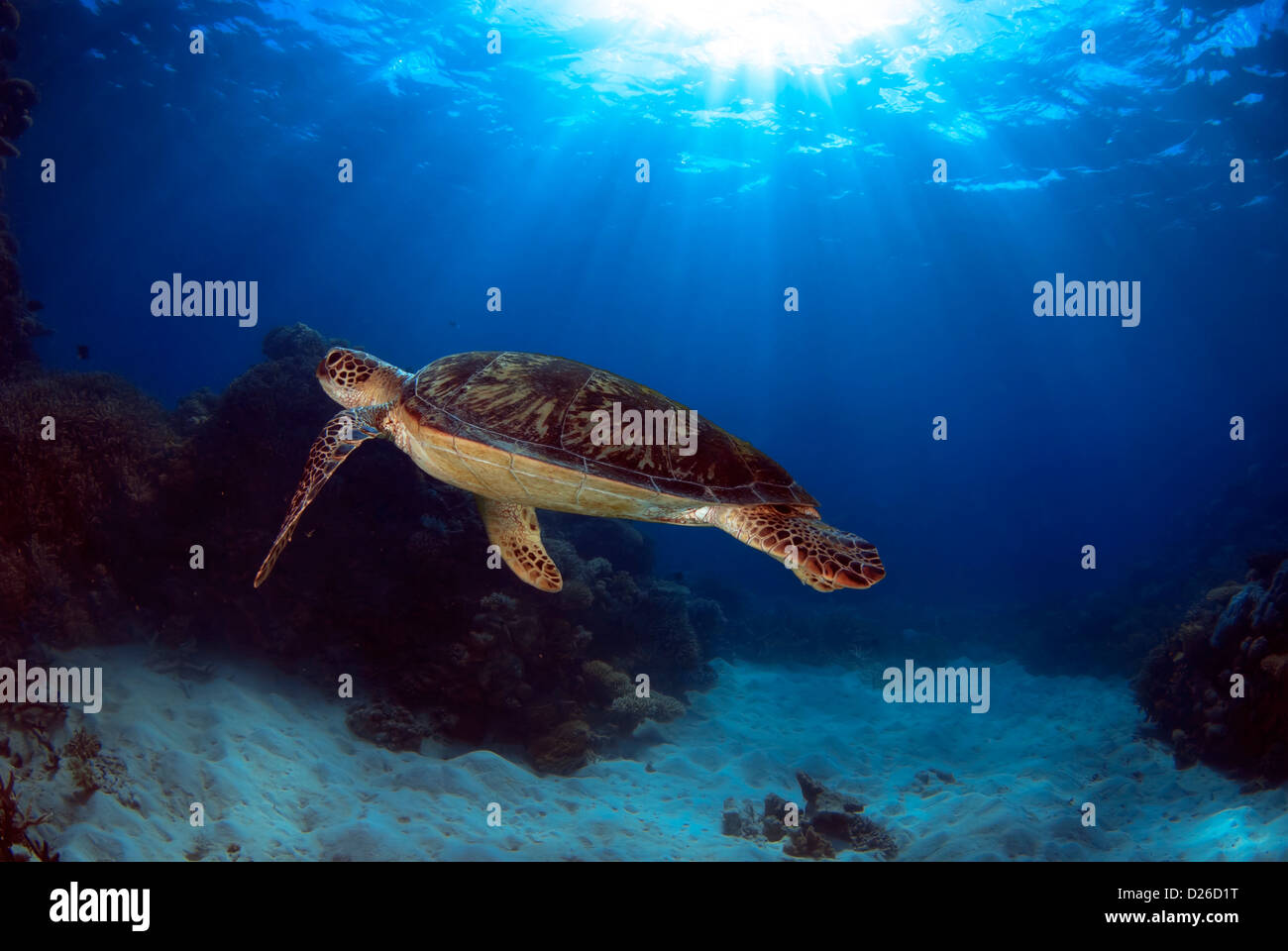 Tortue verte Chelonia mydas natation le long d'une barrière de corail ...