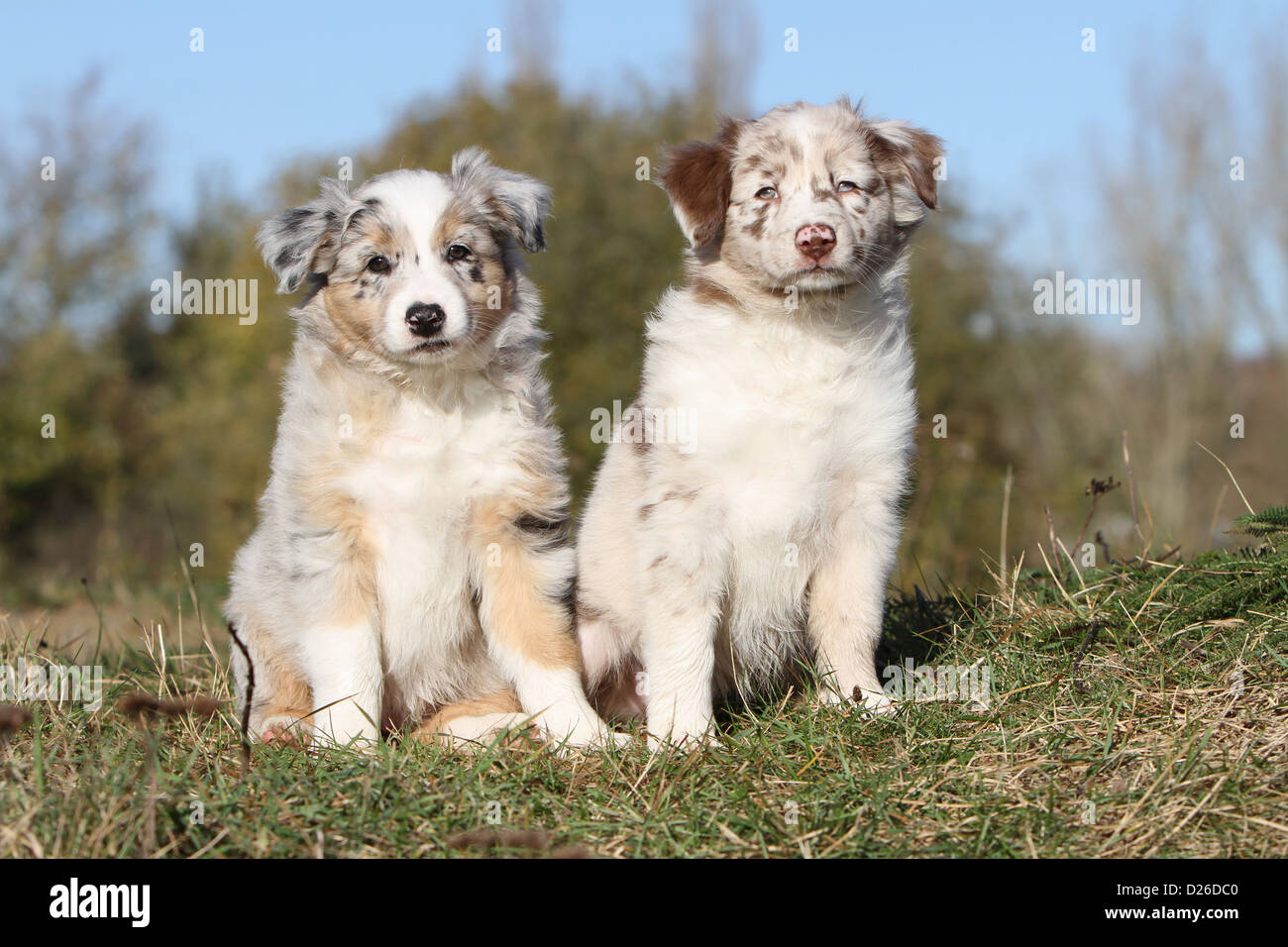 Chien Berger Australien Aussie / deux chiots de différentes couleurs ...