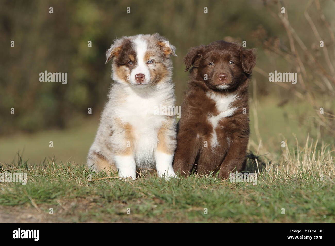 Chien Berger Australien Aussie chiots / deux couleurs différentes ...
