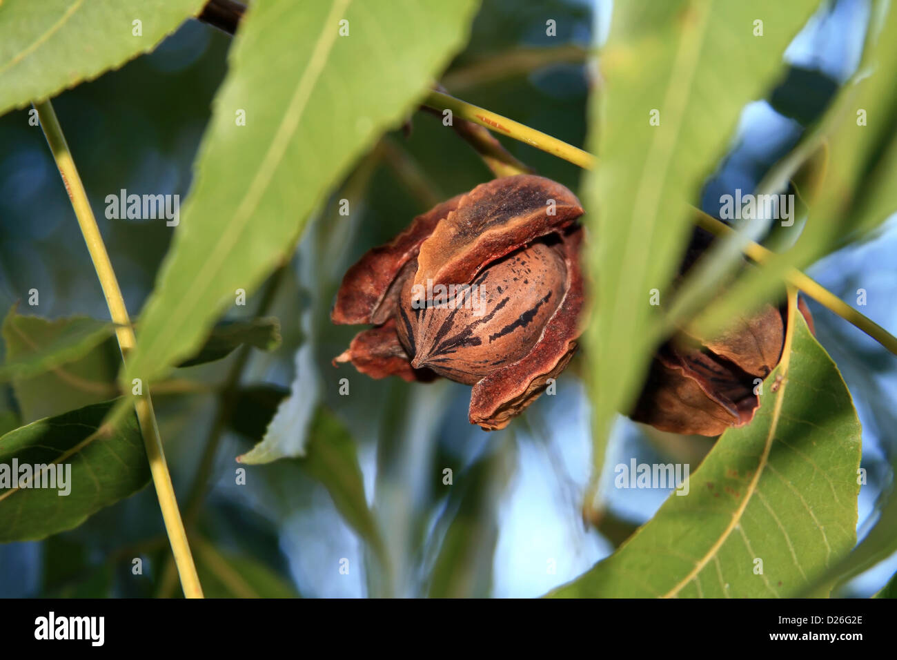 Arbre généalogique de pécan mature Photo Stock - Alamy