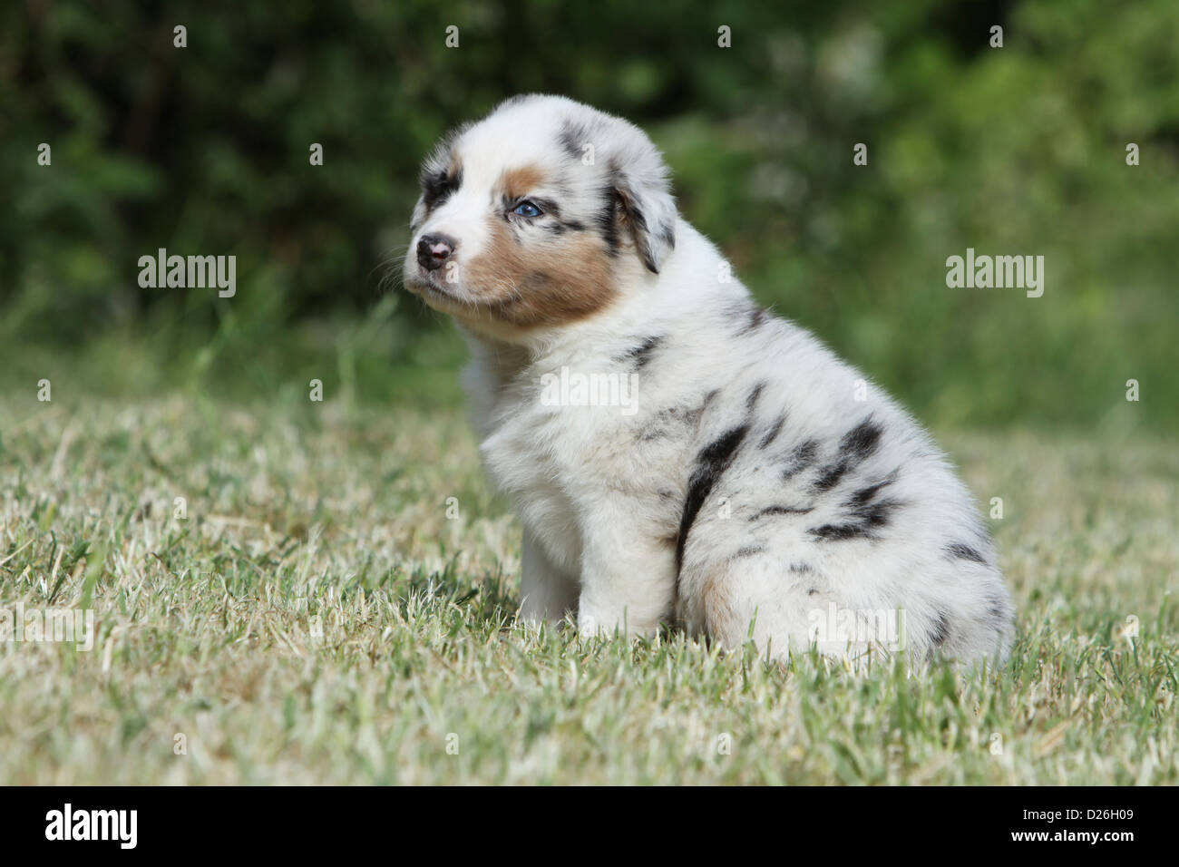 Berger Australien chien / chiot Aussie (bleu merle) assis sur l'herbe ...